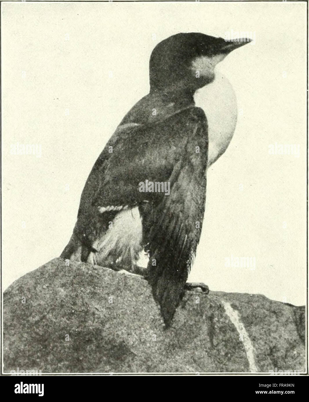 'The Bird, Its Form and Function' (1906) offers an in-depth analysis of ...