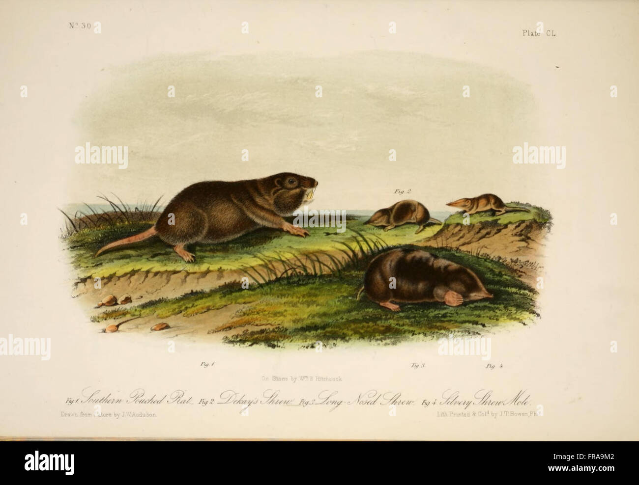 The quadrupeds of North America (Plate CL Stock Photo - Alamy