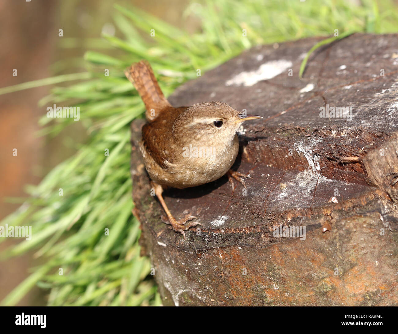 Wren close up beak hi-res stock photography and images - Alamy