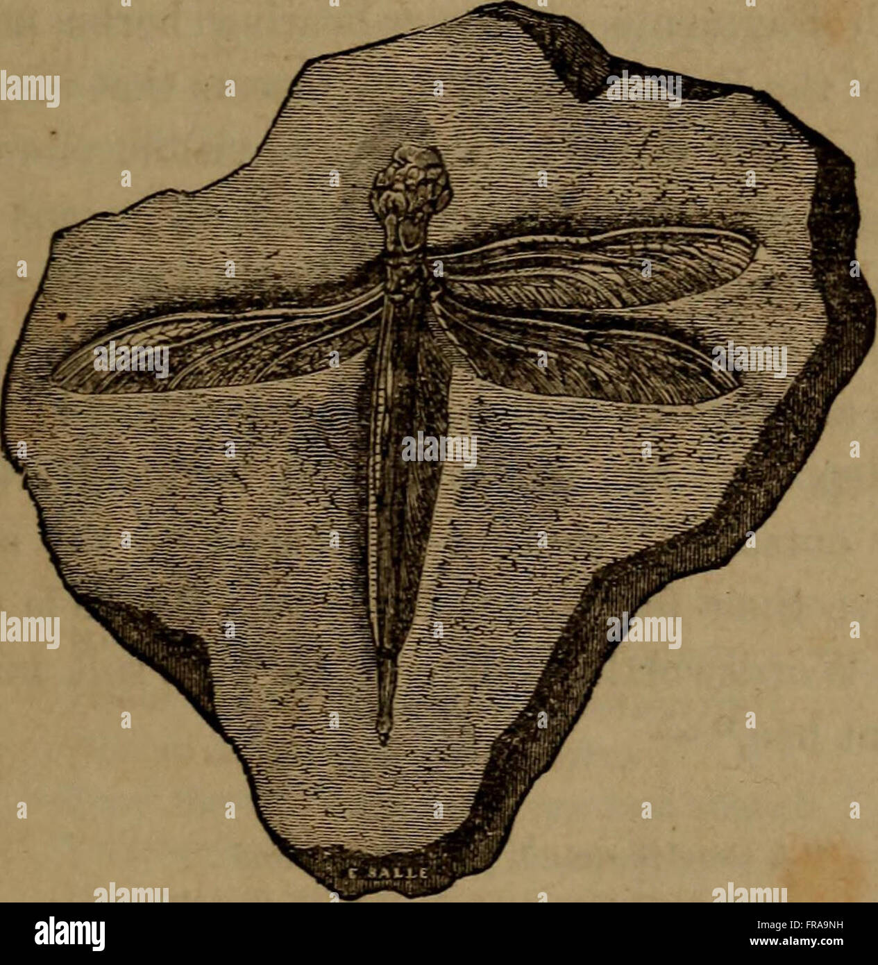 'The Testimony of the Rocks' (1867) explores the relationship between ...