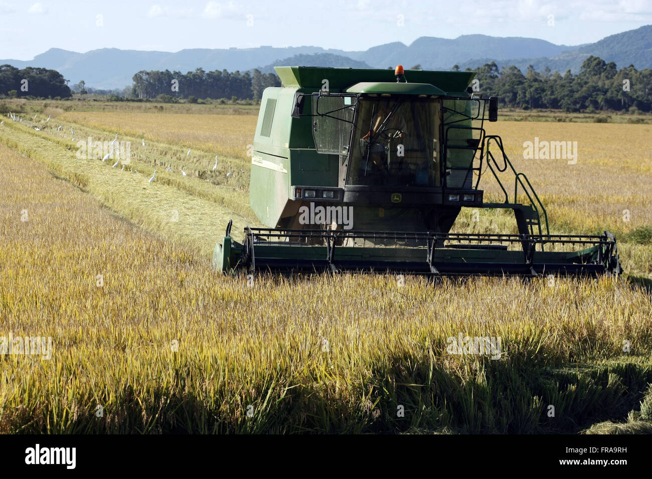 Harvesting rice hi-res stock photography and images - Alamy