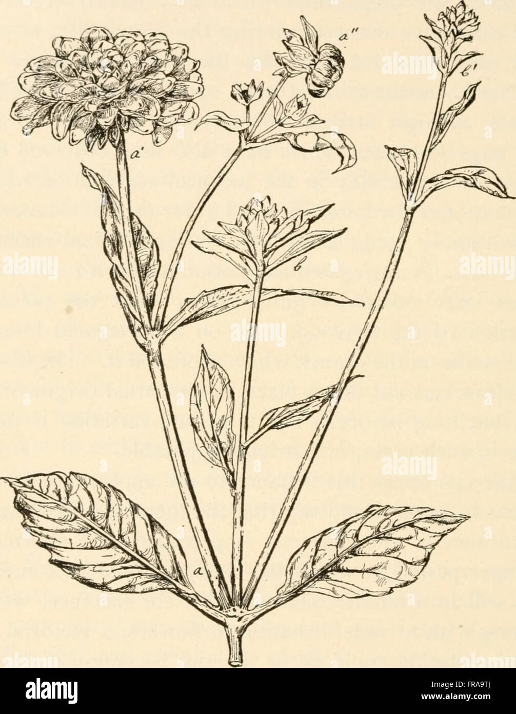 This 1909 work explores the mutation theory, presenting experiments and ...