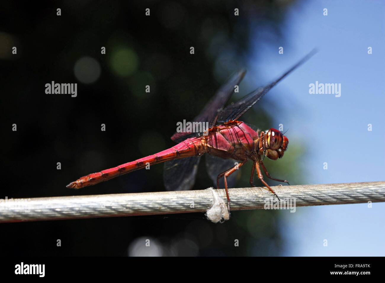 Dragonfly hi-res stock photography and images - Alamy