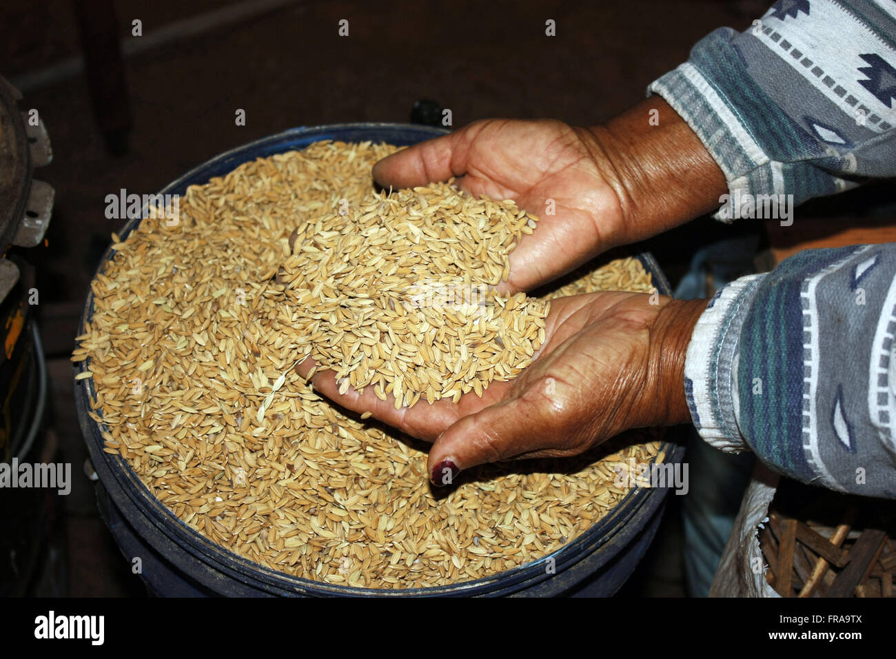 African descendants farmer showing his red rice seeds Stock Photo - Alamy