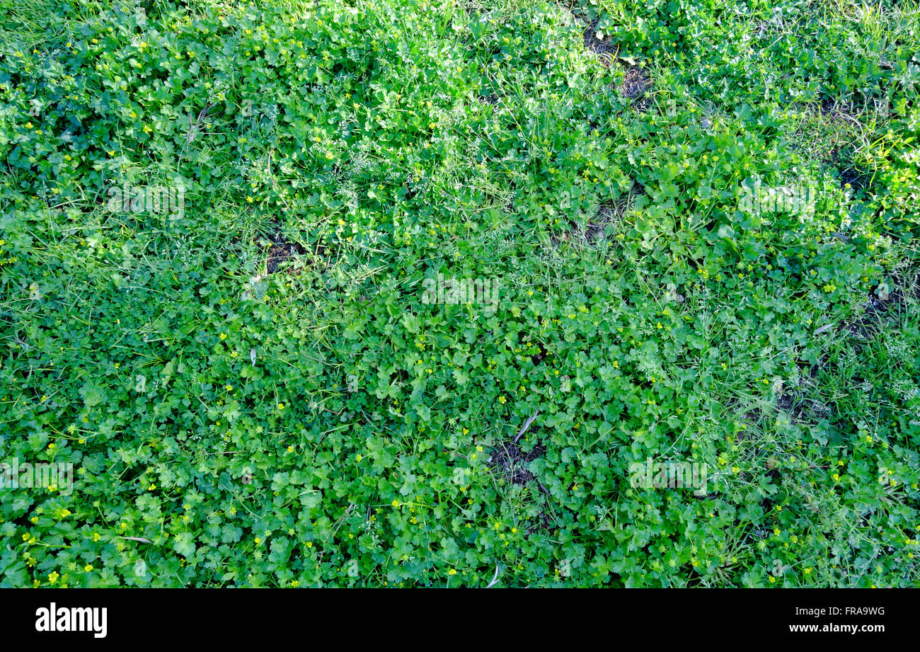 Empty grass background as background Stock Photo - Alamy
