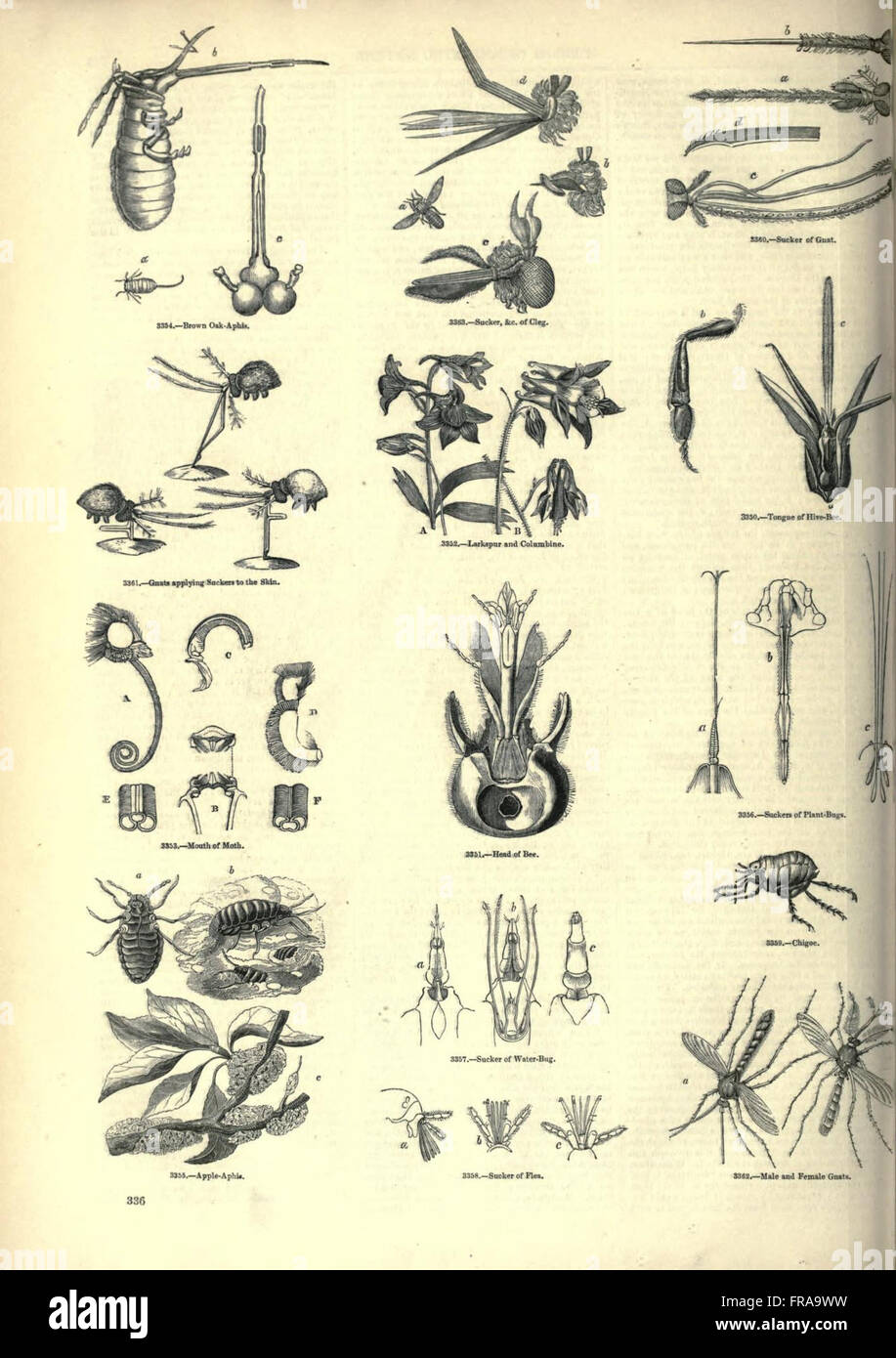 A visual guide from 'The Pictorial Museum of Animated Nature ...