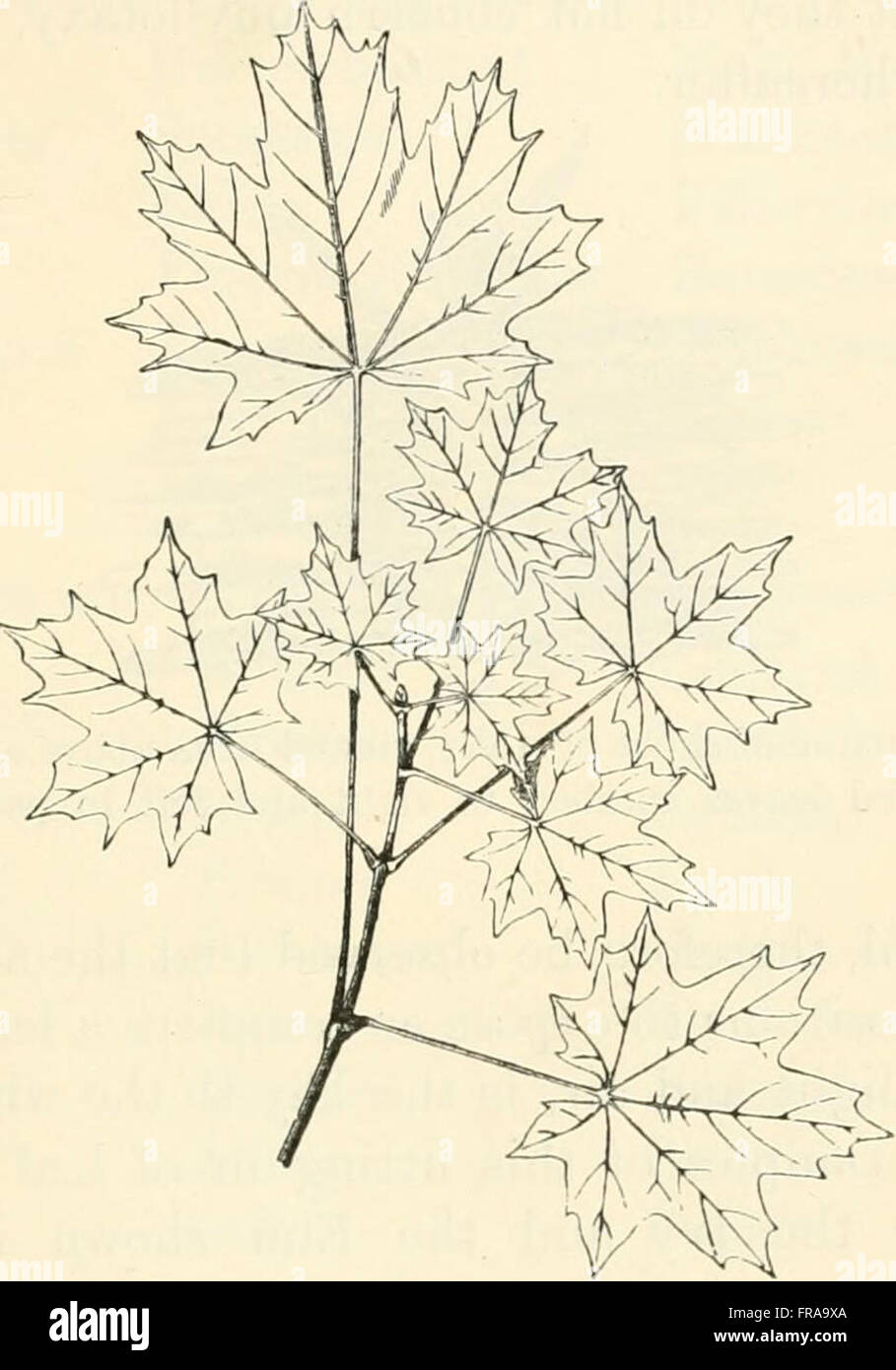 Trees; a handbook of forest-botany for the woodlands and the laboratory ...
