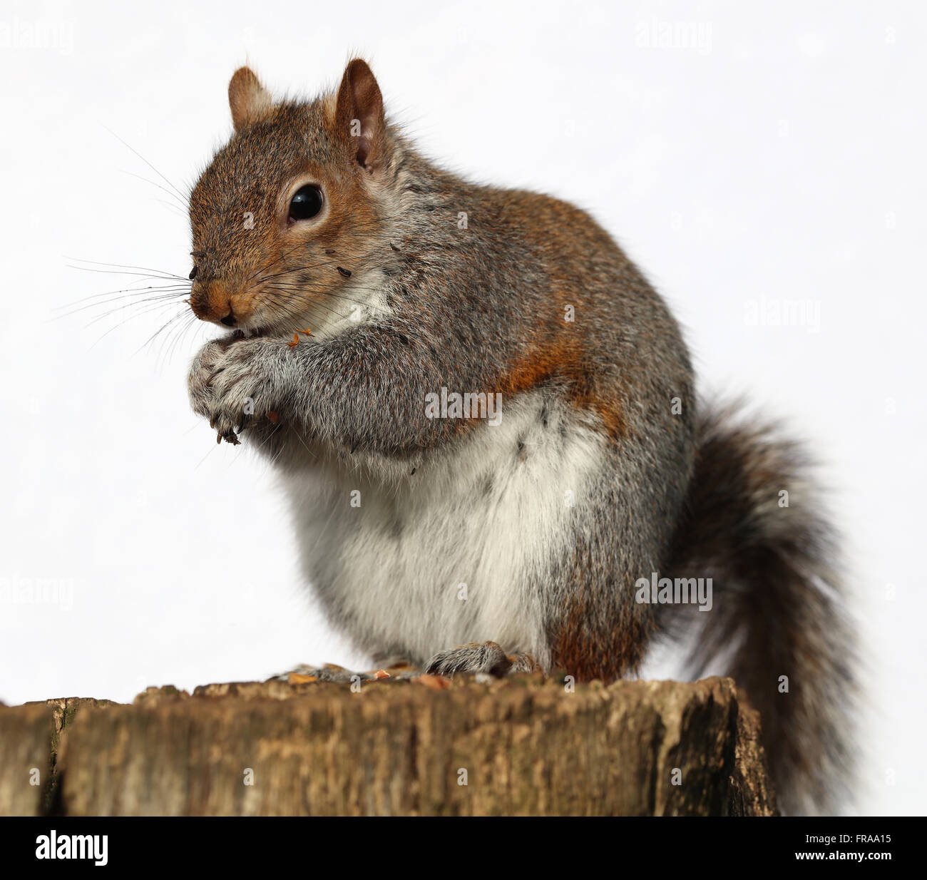 Squirrel with peanuts hi-res stock photography and images - Alamy