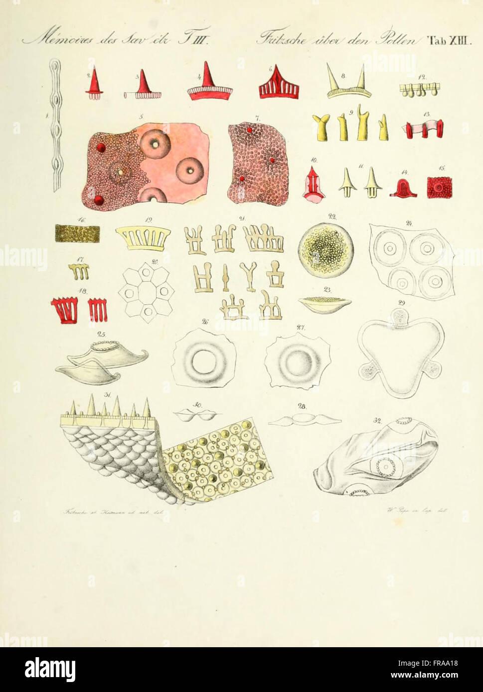 A detailed study of pollen, including its structure, function, and role ...