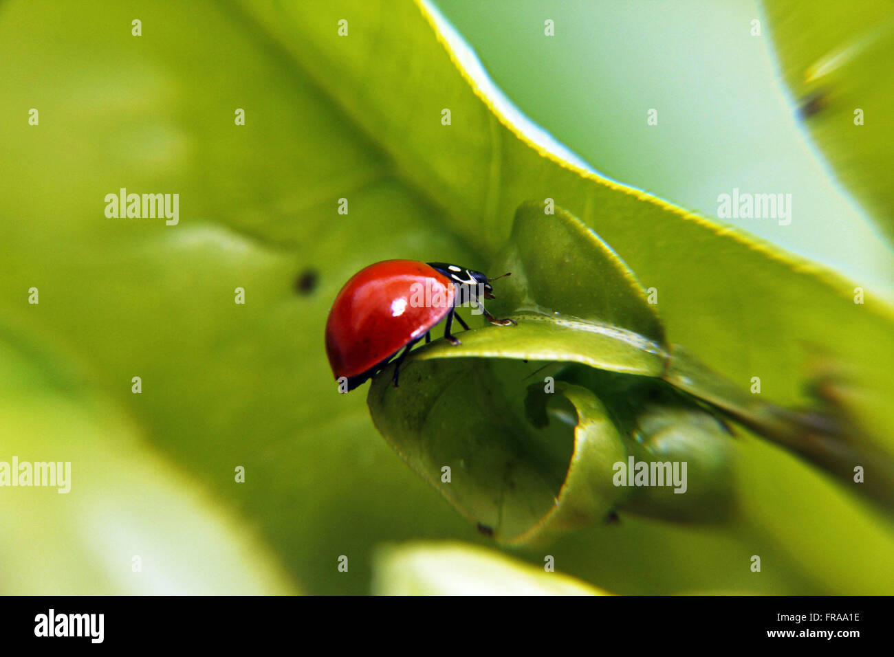 Ladybug on leaf lemon Stock Photo - Alamy