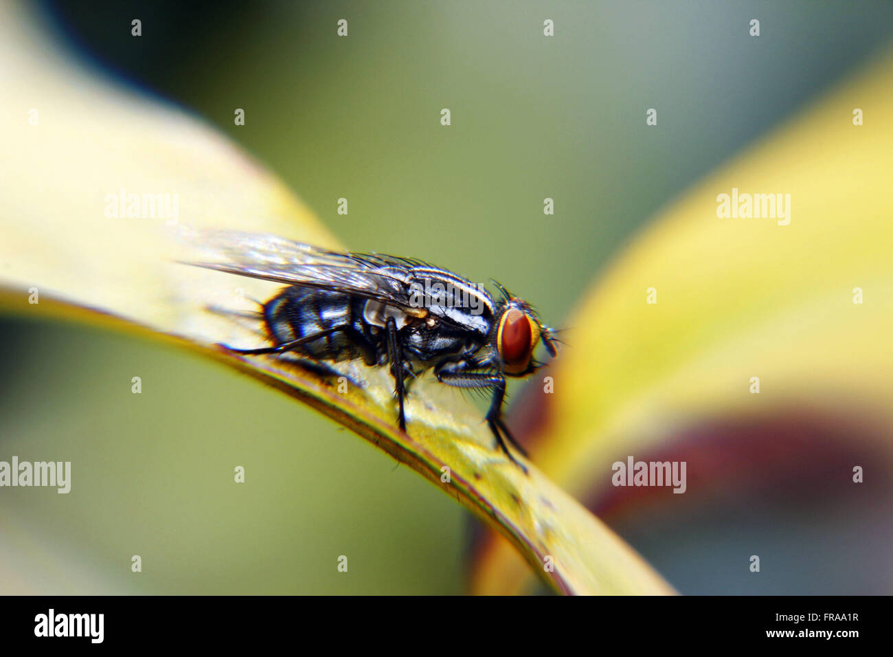 Musca Domestica Stock Photos & Musca Domestica Stock Images - Alamy