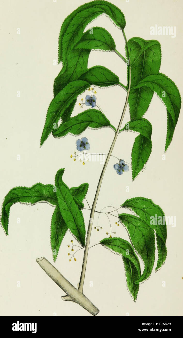 'The Family Flora and Materia Medica Botanica' (1854) provides ...