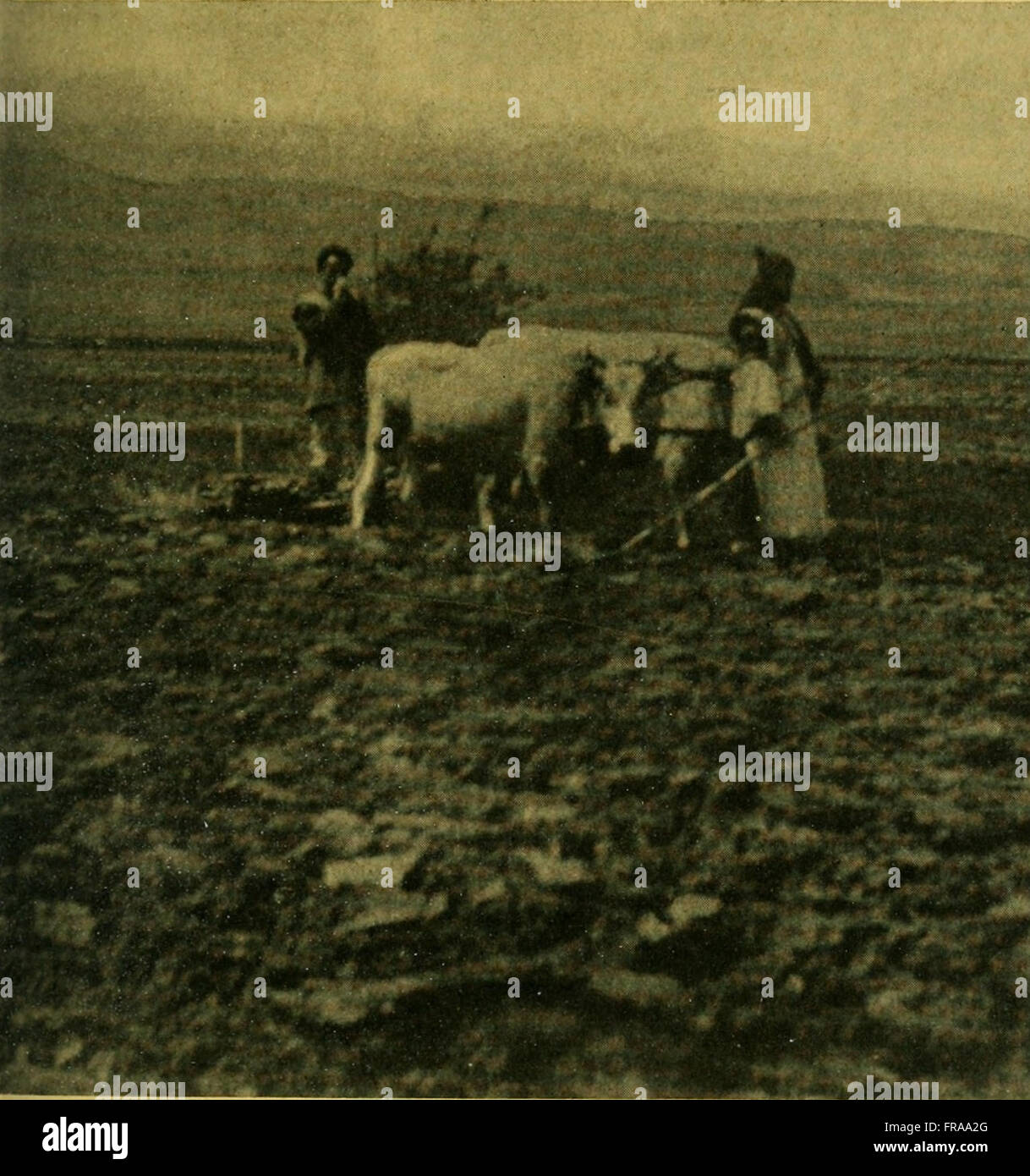 This publication features a range of research on natural history ...