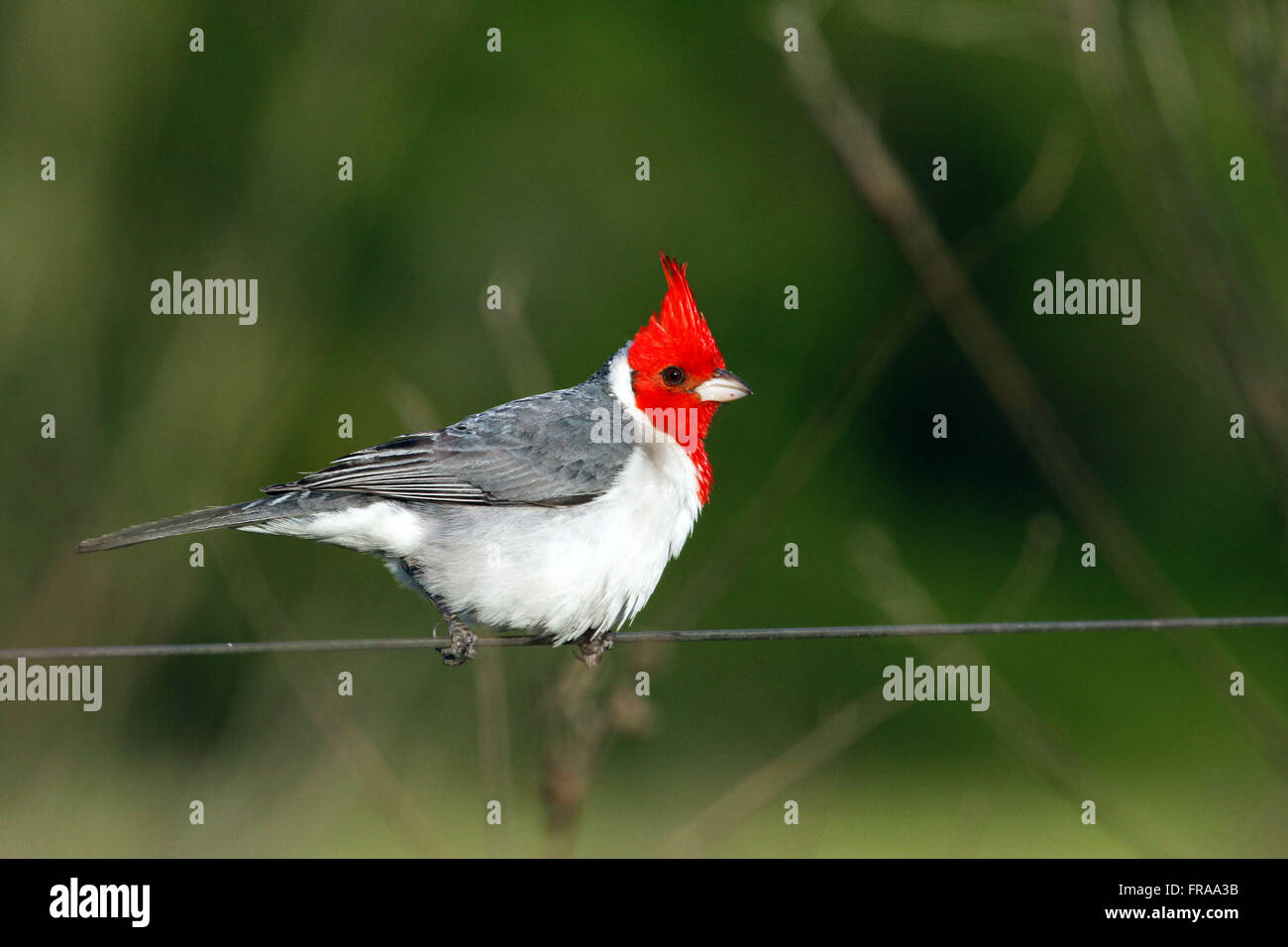 Cardinal-the-wisp-red also known as cock-a-meadow - Paroaria coronata ...