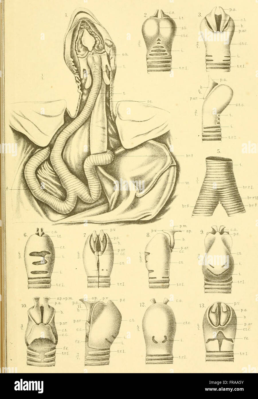 A 1899 publication of conference proceedings, presenting academic ...