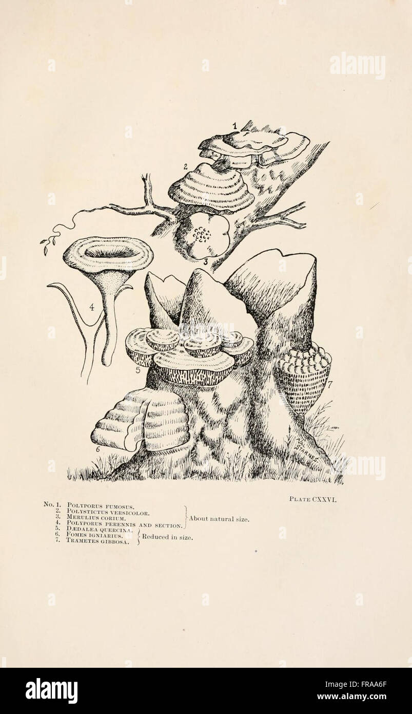 This guide illustrates and classifies various species of toadstools ...