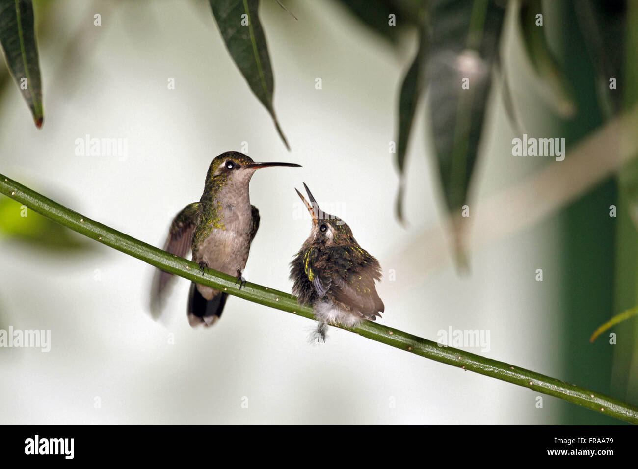 Hummingbird feeding puppy Stock Photo - Alamy