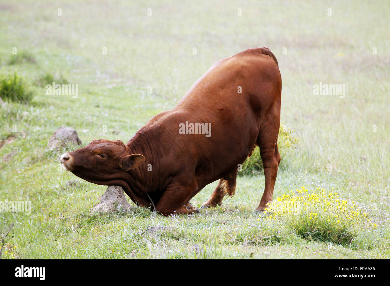 Red Brangus Bull Charging
