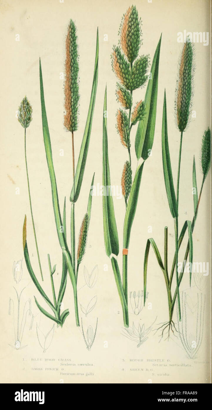 An illustration from *The British Grasses and Sedges* focusing on plant ...