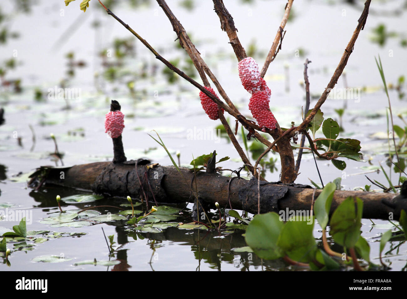 Snail eggs hi-res stock photography and images - Alamy