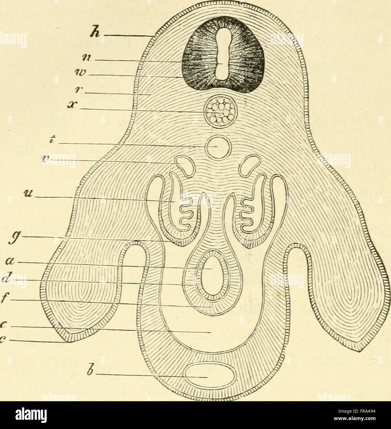 This work by Ernst Haeckel presents the evolution of humans, explaining ...