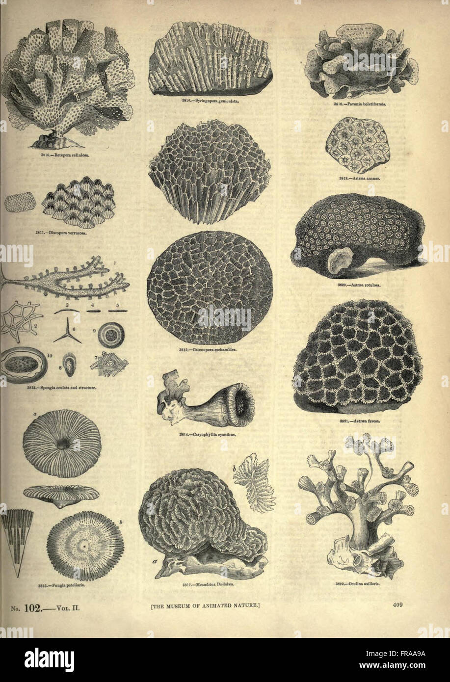 'The Pictorial Museum of Animated Nature' presents illustrations and ...