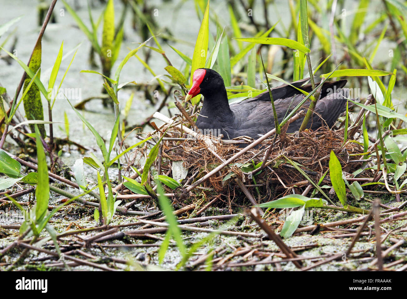 Brooding hi-res stock photography and images - Alamy