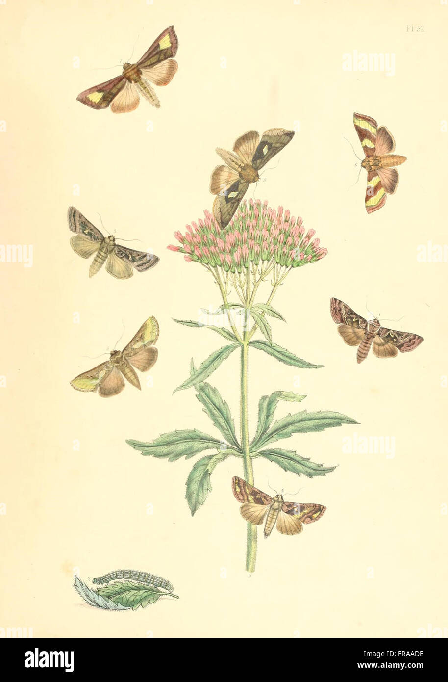 *British Moths and Their Transformations* showcases the life cycle and ...