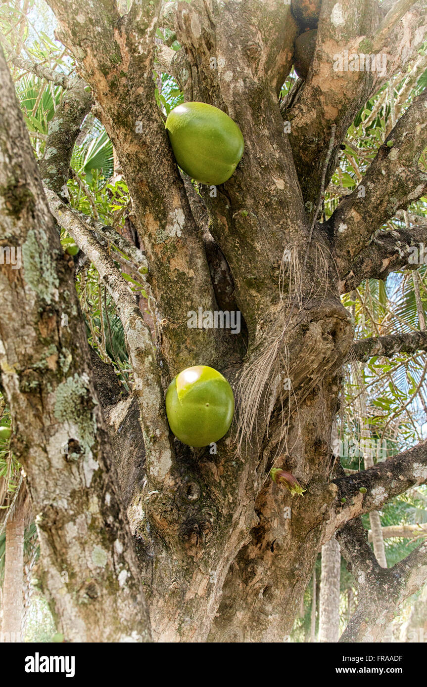 Miracle fruit tree hi-res stock photography and images - Alamy
