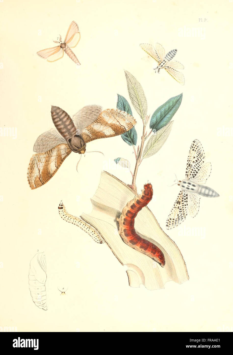 This publication features British moths and their metamorphosis ...
