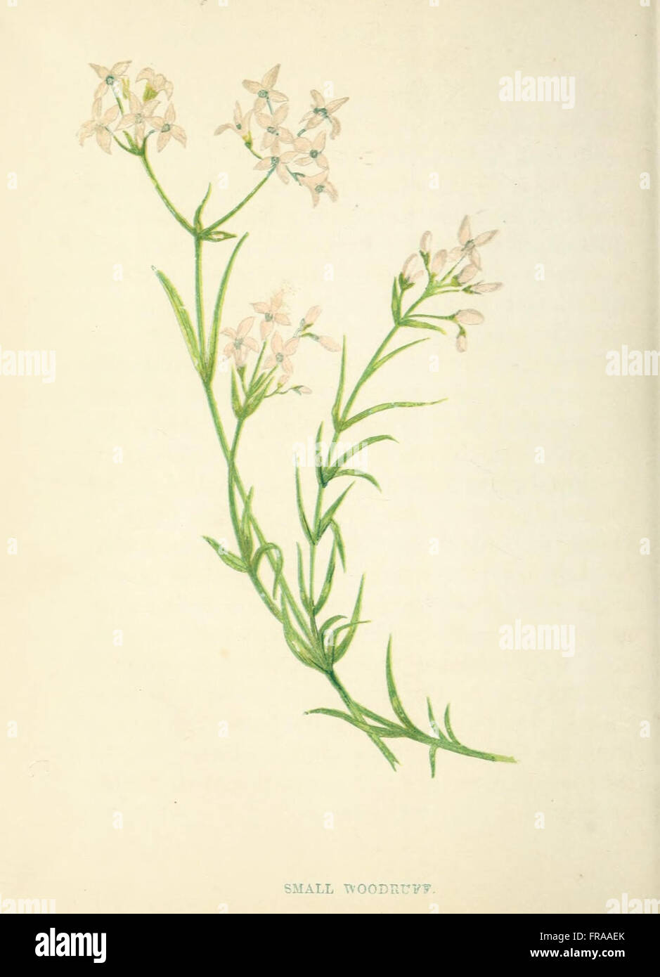 Wild flowers (Pl. 96 Stock Photo - Alamy