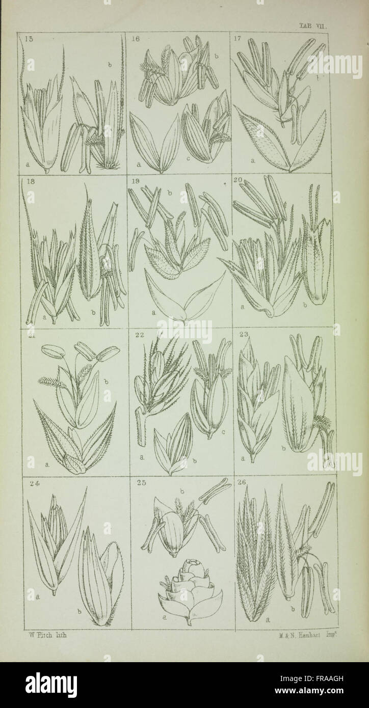 The British flora (Tab. VII Stock Photo - Alamy