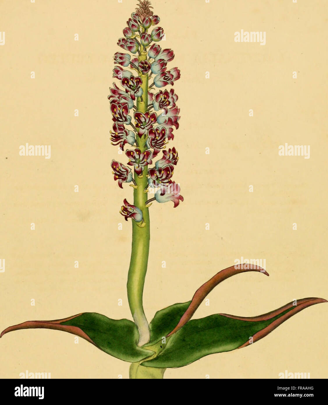 'The Botanist's Repository' showcases rare and newly discovered plants ...