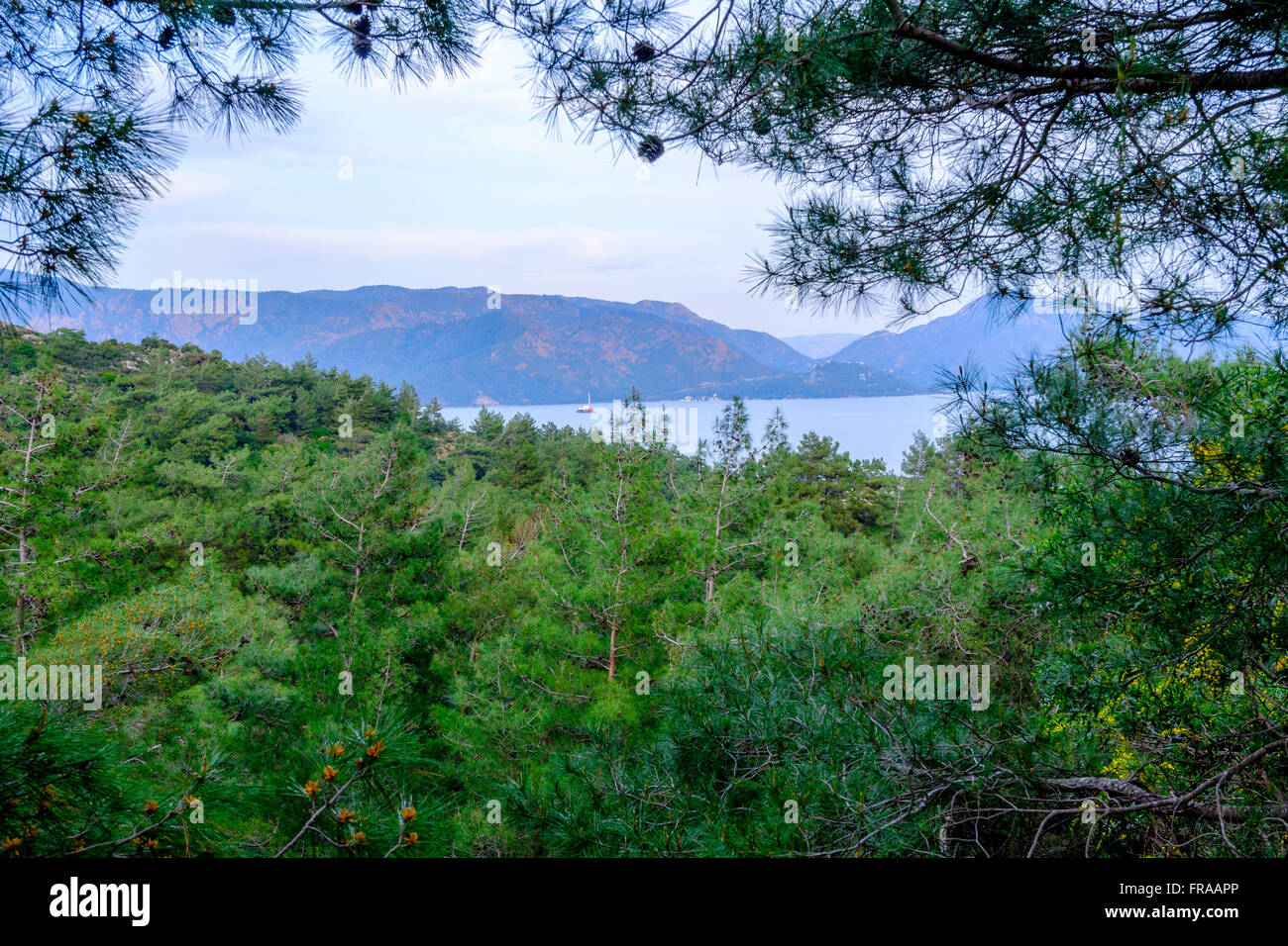 Sea view at the forest scenery Stock Photo - Alamy
