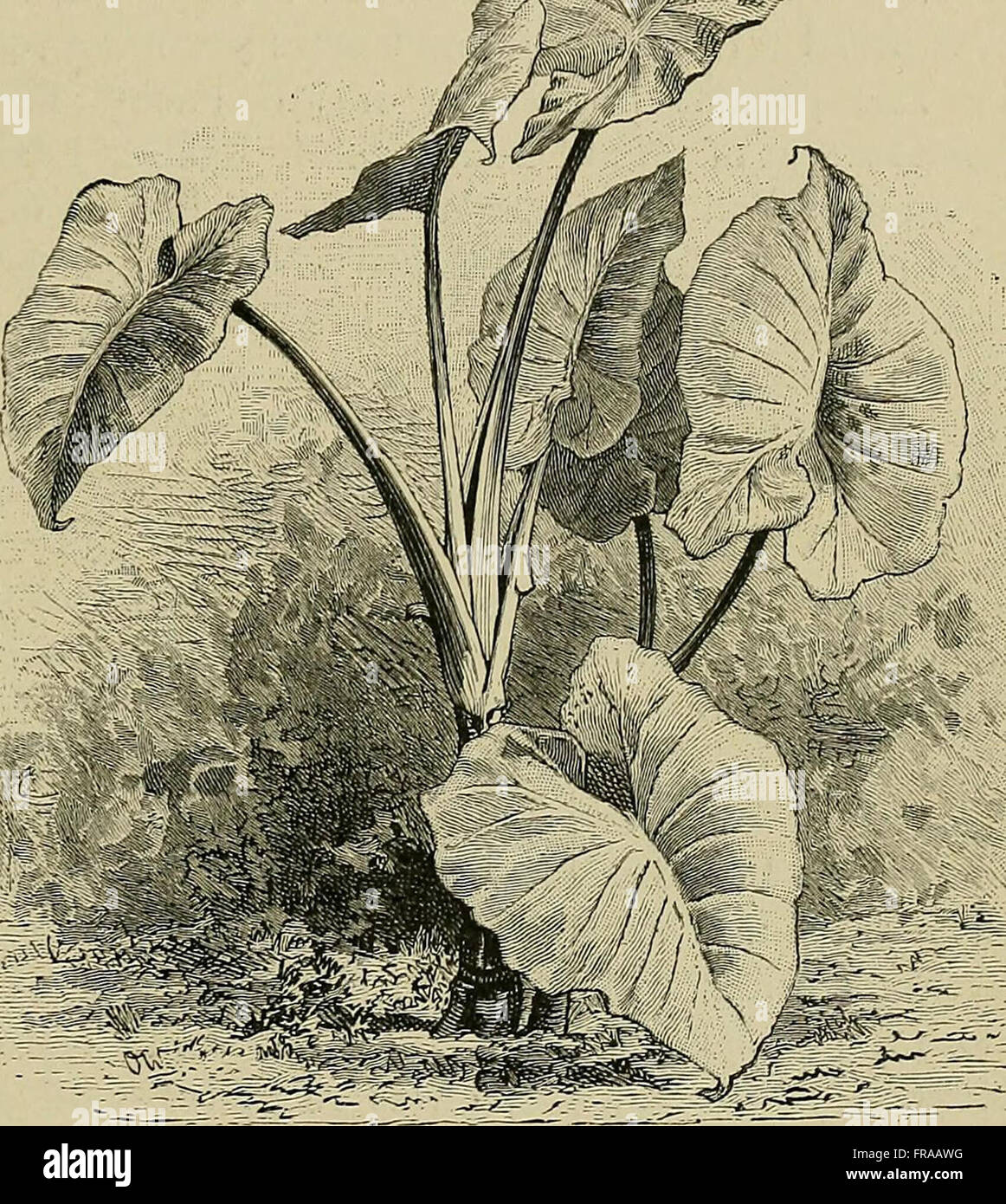 Published in 1896, 'The History of Mankind' offers a comprehensive ...