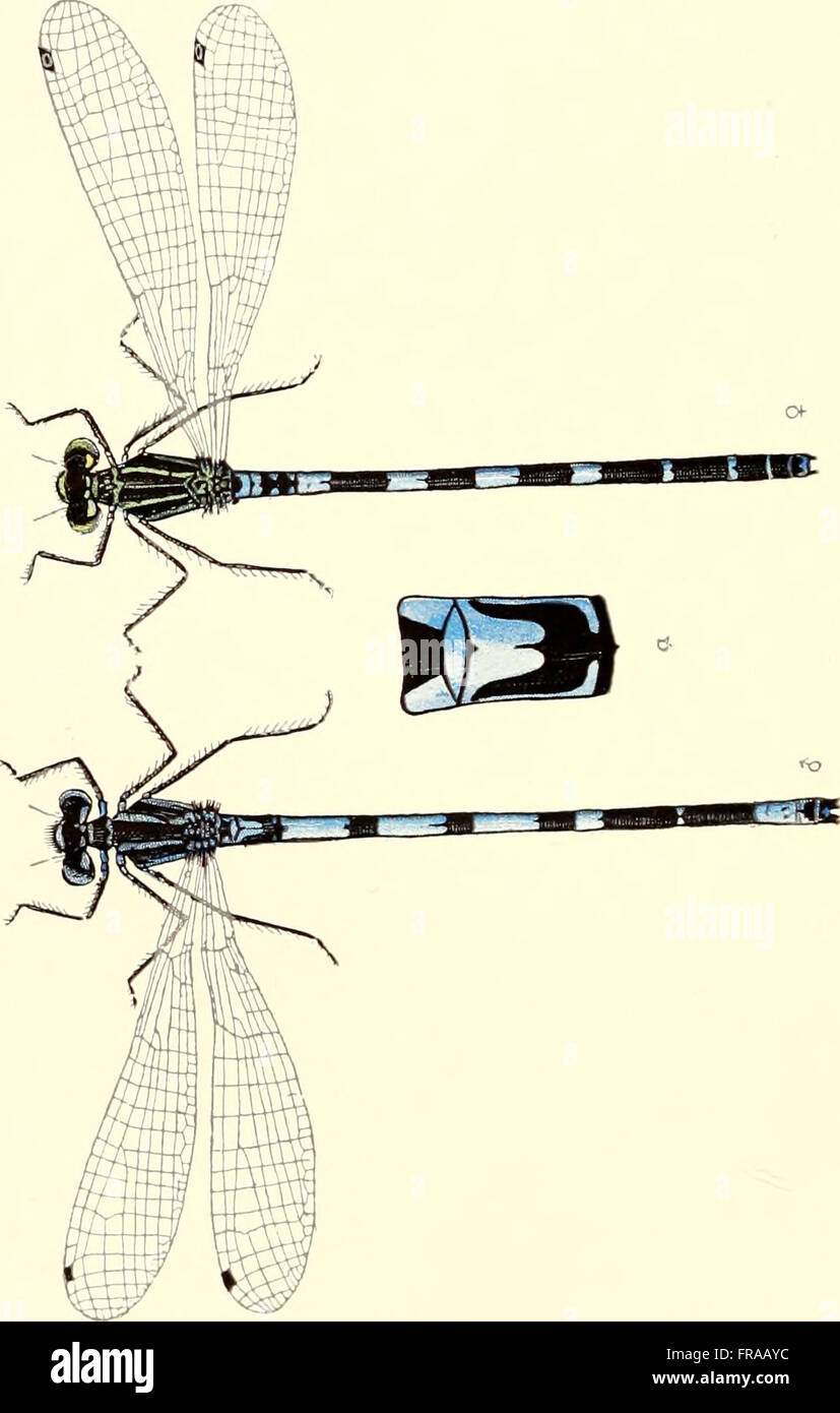 This work on British dragonflies (Odonata) from 1900 focuses on the ...