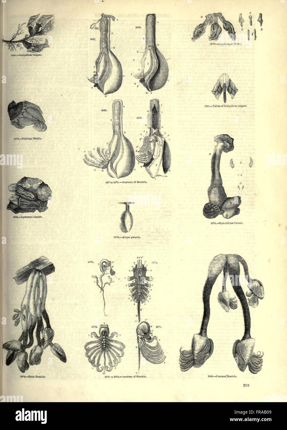 The Pictorial Museum of Animated Nature presents a visual collection of ...