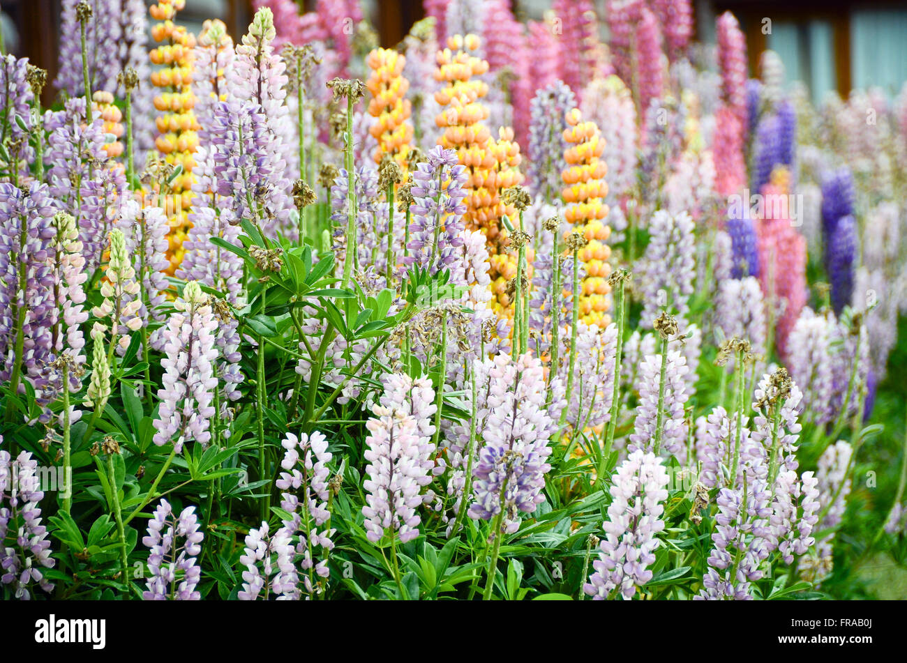Garden lupine - Lupinus hybridus Stock Photo - Alamy