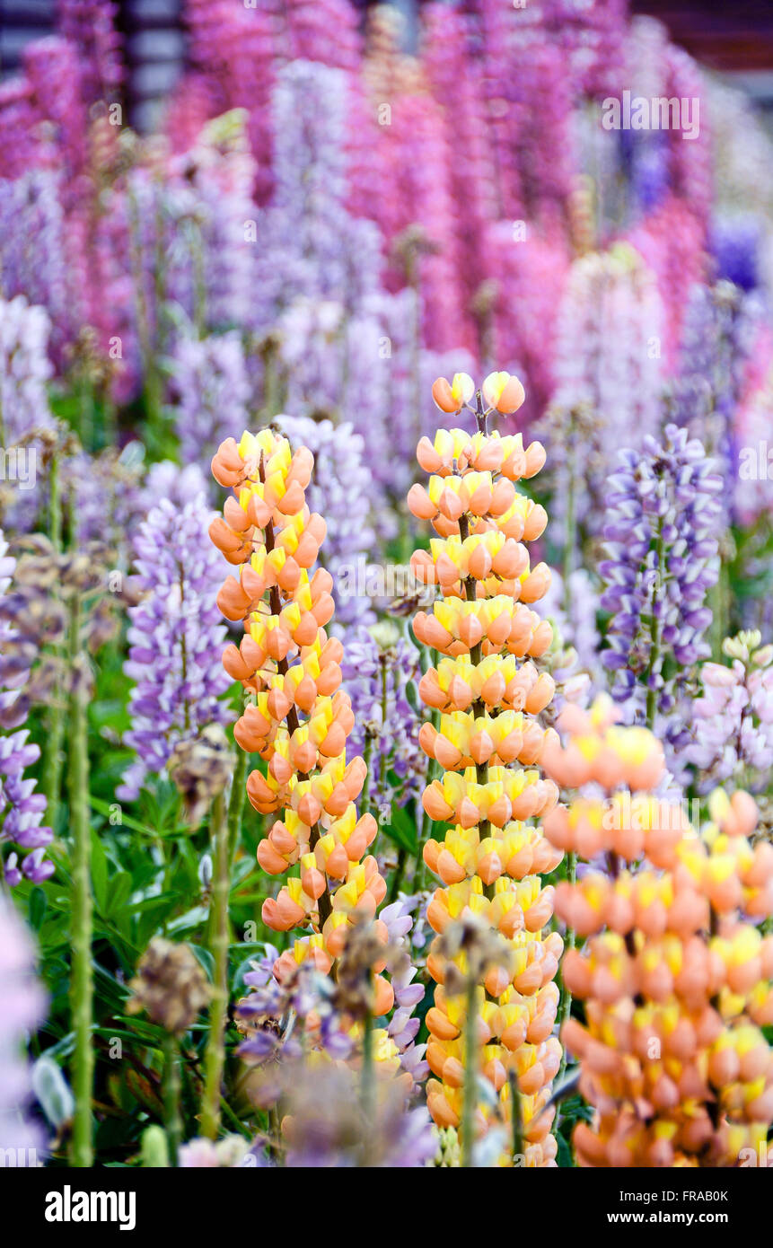 Garden lupine - Lupinus hybridus Stock Photo - Alamy