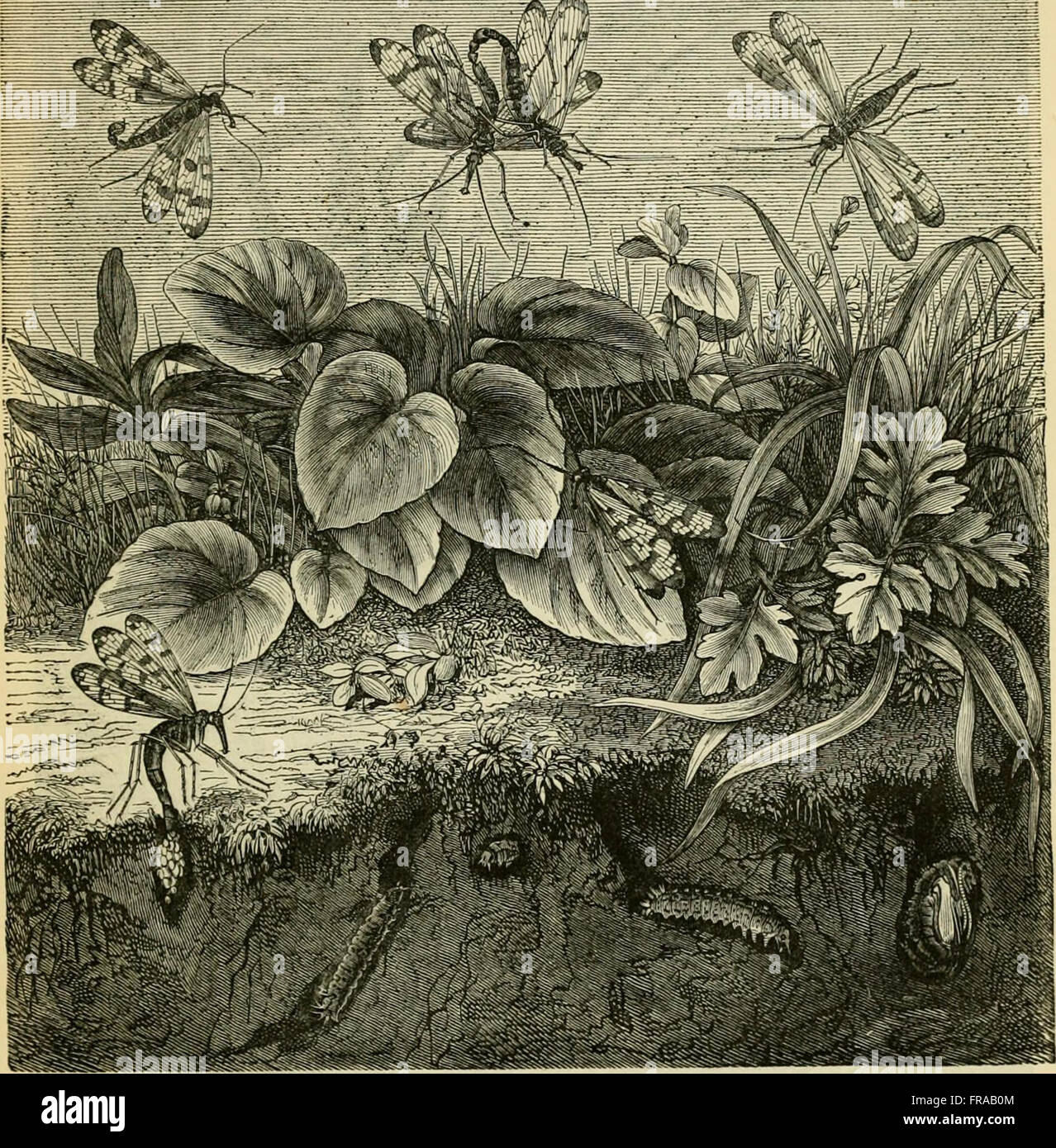 The Transformations of Insects is a detailed adaptation of M. C ...