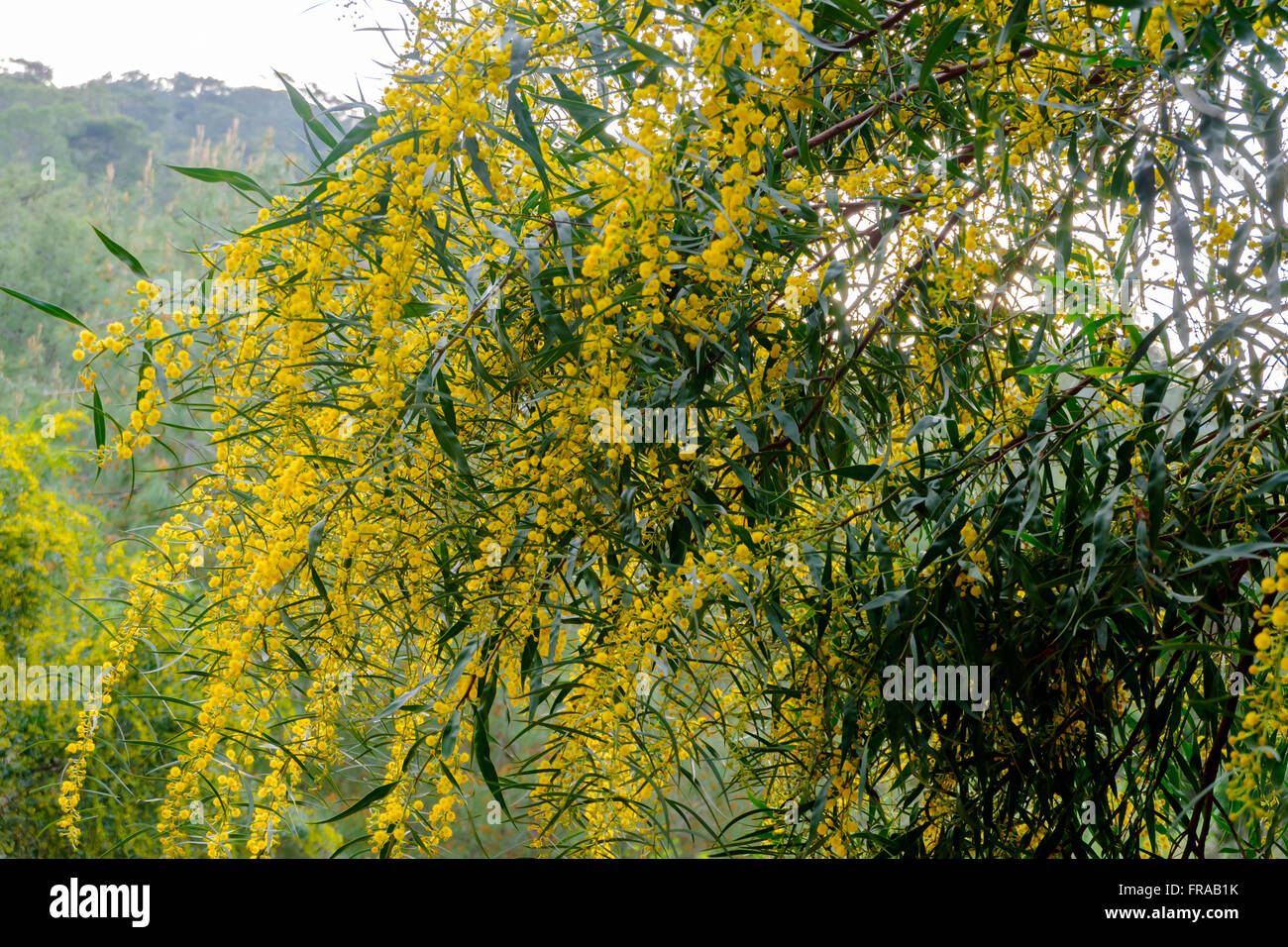 Yellow flowers on trees Stock Photo - Alamy