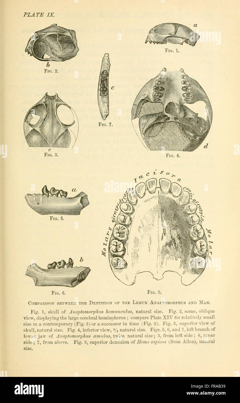 The origin of the fittest (Plate IX Stock Photo - Alamy