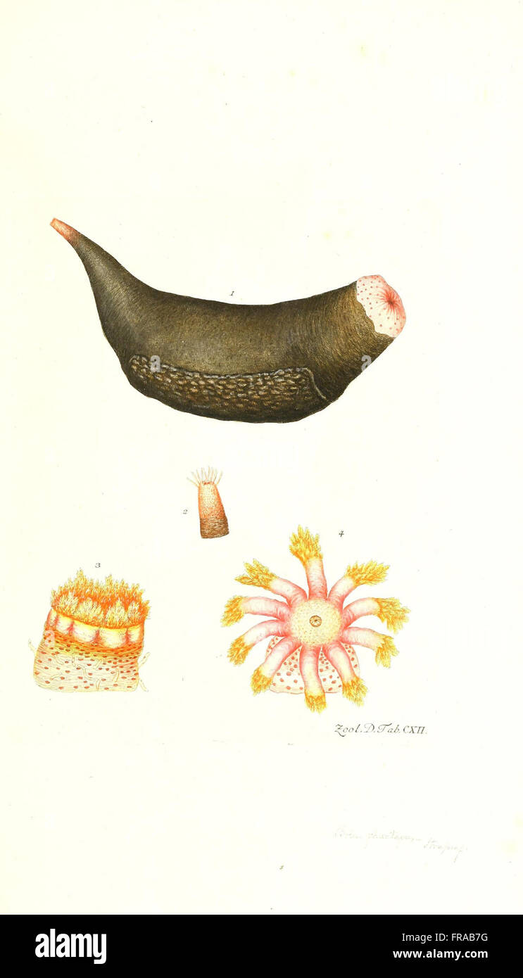 A zoological work detailing rare and lesser-known animal species from ...