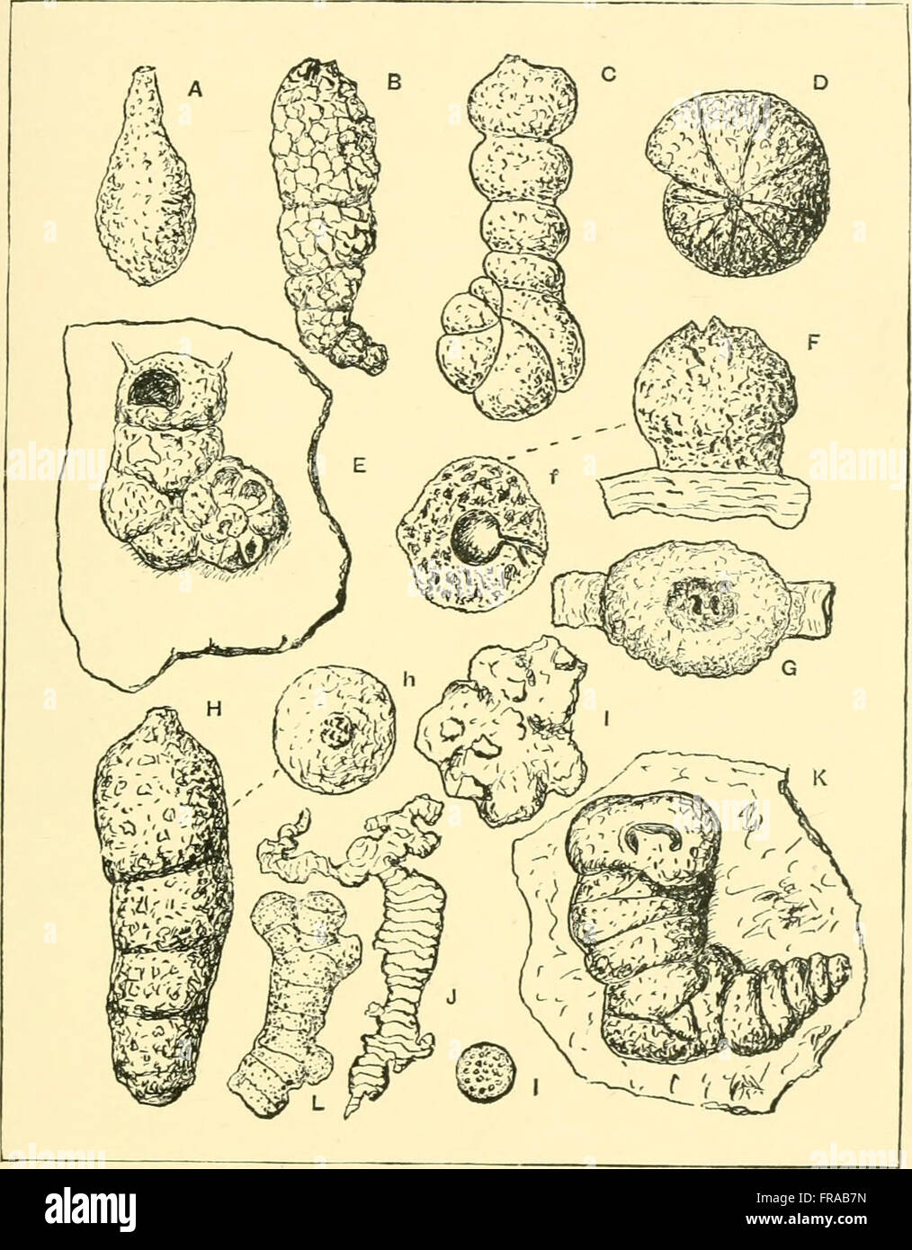 This 1902 text introduces the study of foraminifera, a group of ...