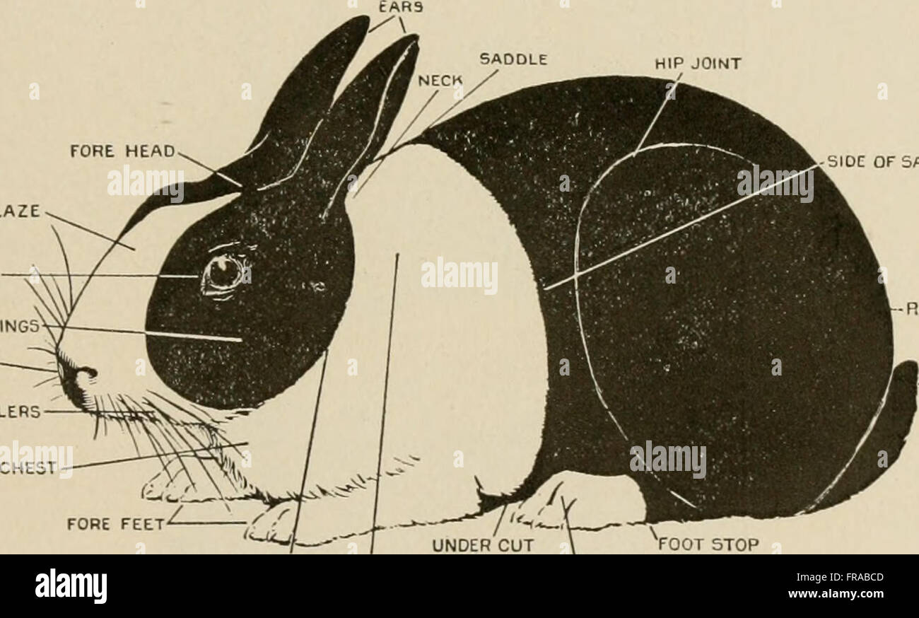 This guide details the standards for various pet breeds, focusing on ...