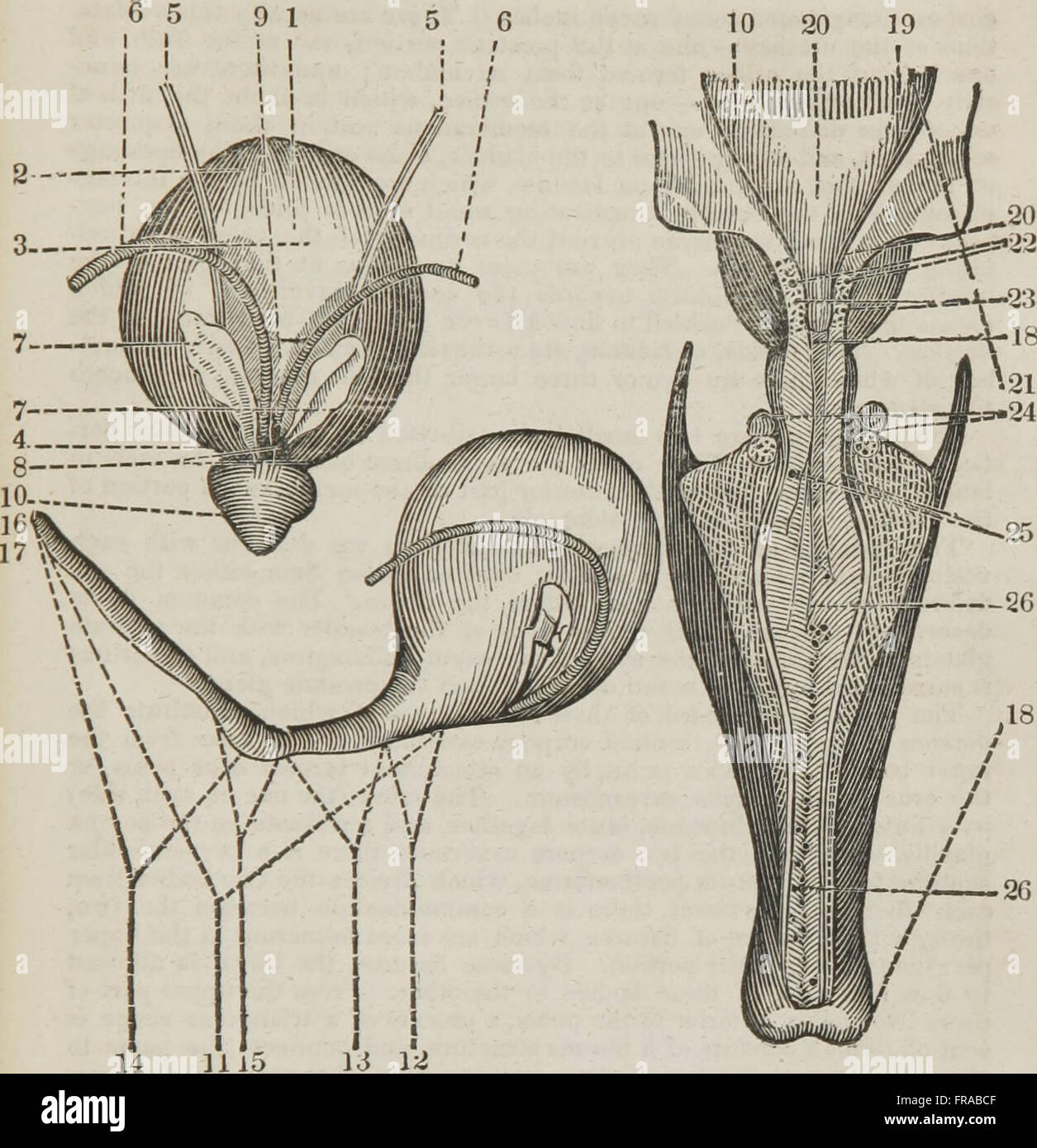 Dissection guide hi-res stock photography and images - Alamy