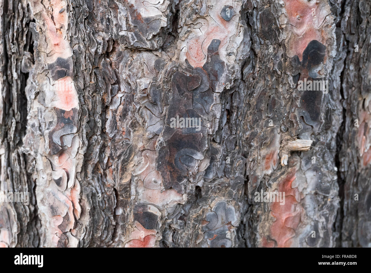 Wooden texture of a pine tree Stock Photo - Alamy