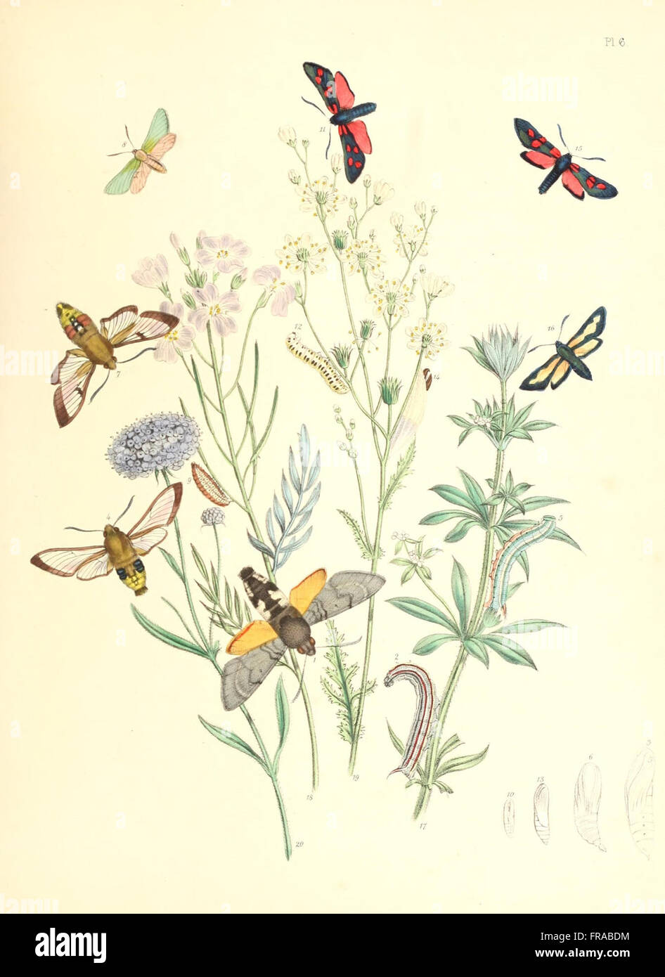 An illustrated study of British moth species, focusing on their life ...