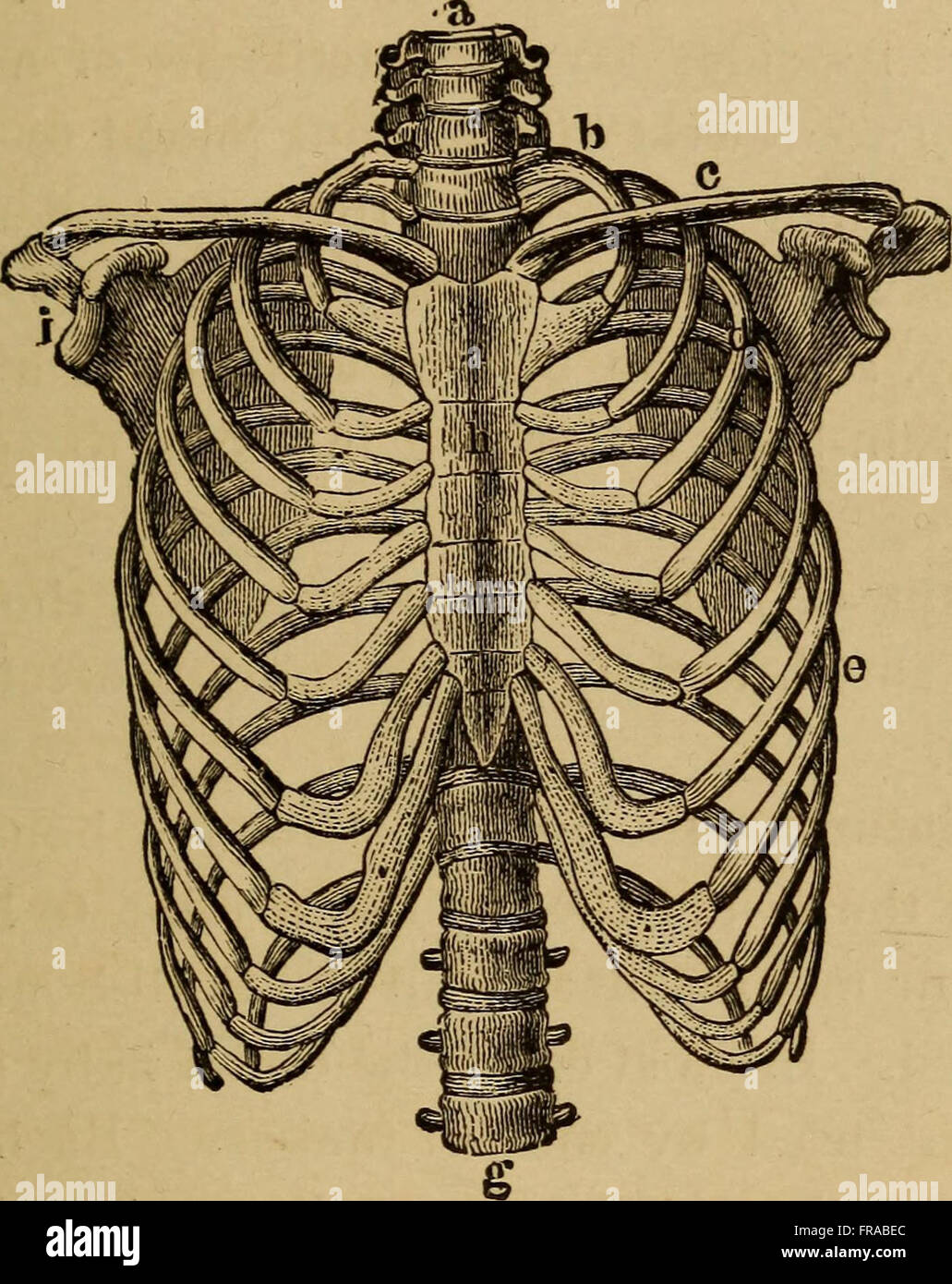 Anatomy for beginners hi-res stock photography and images - Alamy