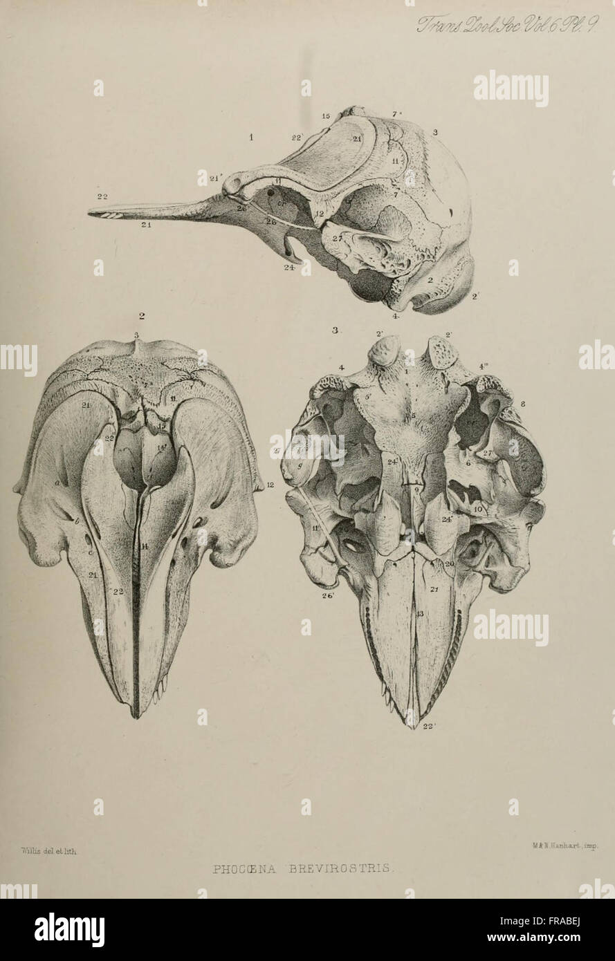 Transactions of the Zoological Society of London (Pl. 9 Stock Photo - Alamy